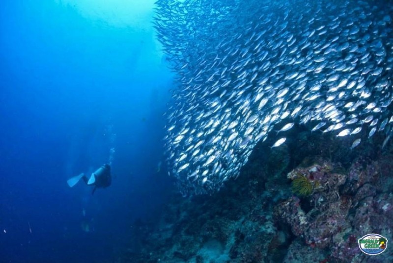 January might call for a boat coat? :: Emerald Green Diving Center